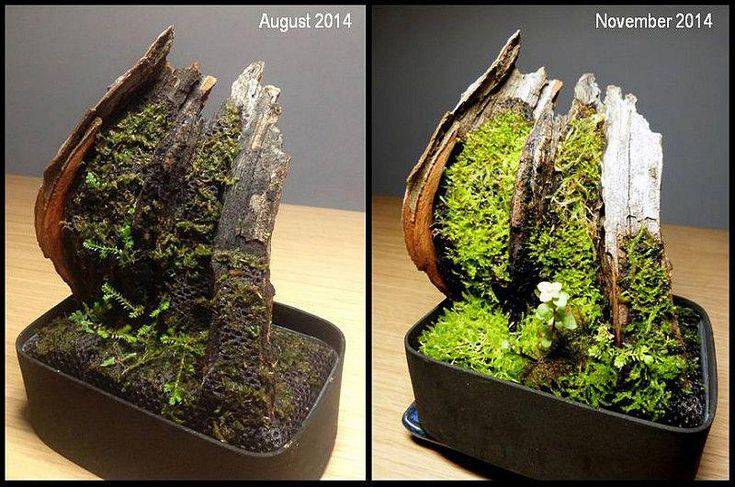 20 Nano Garden Ideas You Cannot Miss | SharonSable