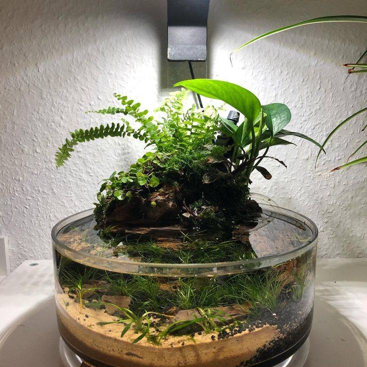 20 Nano Garden Ideas You Cannot Miss | SharonSable