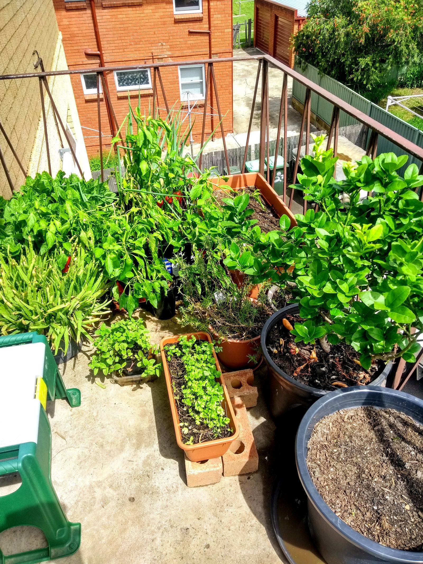 20 Apartment Food Garden Ideas You Cannot Miss | SharonSable