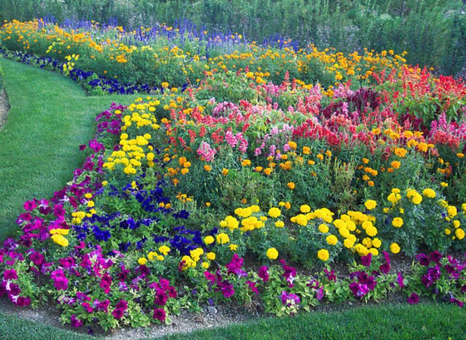 16 Colorful Summer Flower Garden Ideas Worth a Look | SharonSable