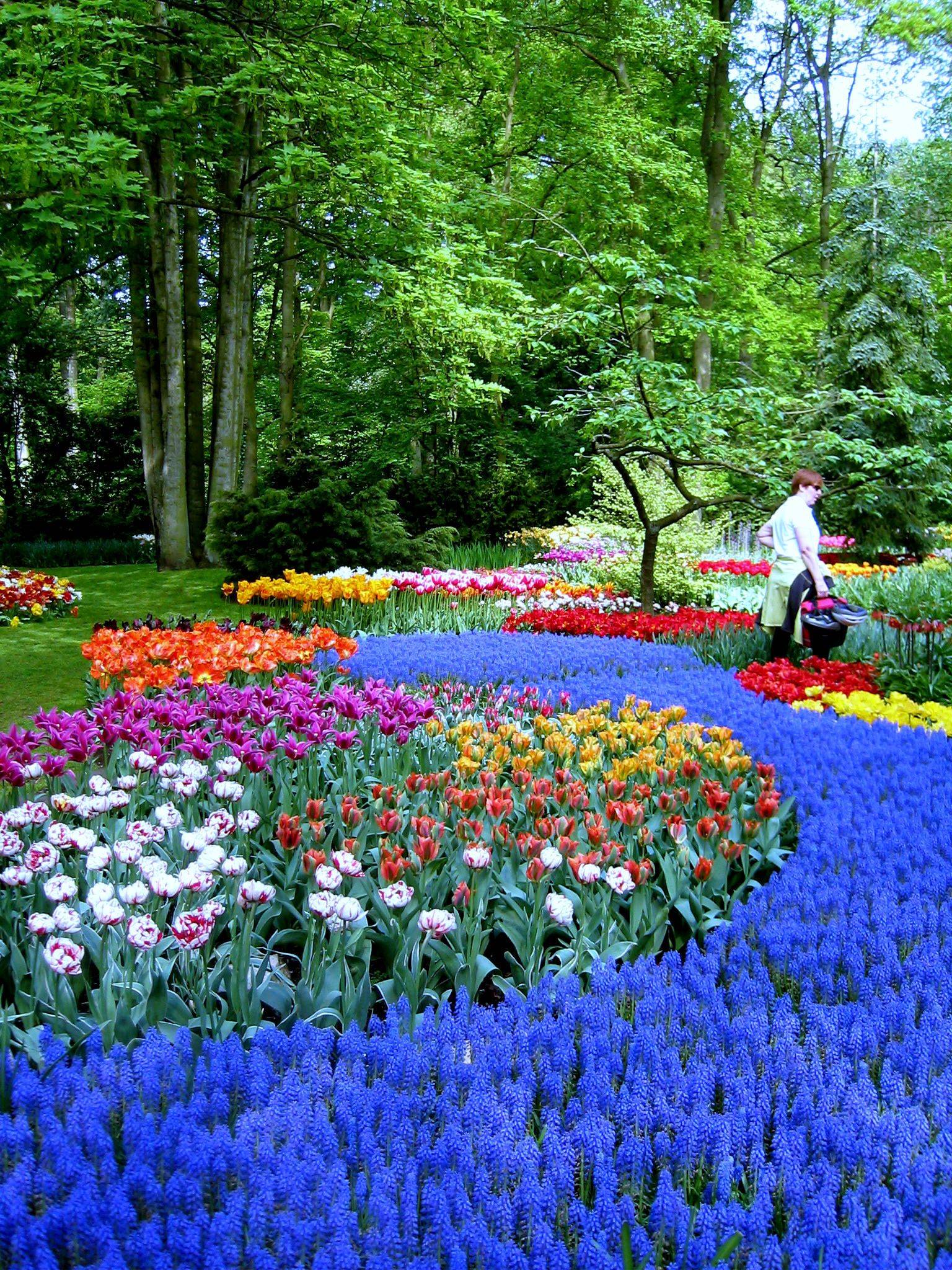23 Keukenhof Flower Garden Ideas Worth to Check | SharonSable