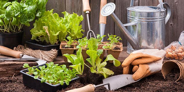 12 Food Garden Project Ideas To Consider | SharonSable
