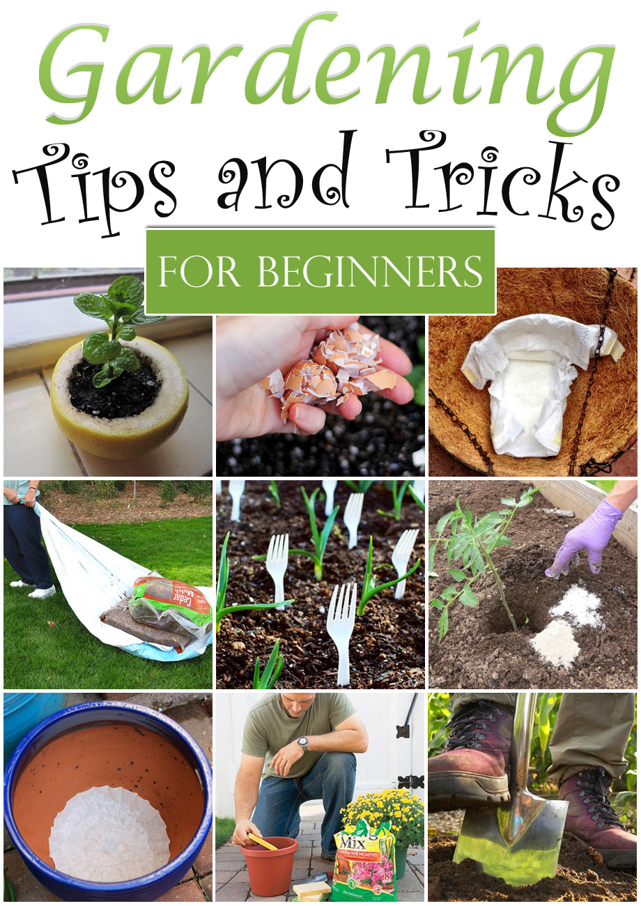20 Garden Tricks Ideas Worth a Look | SharonSable