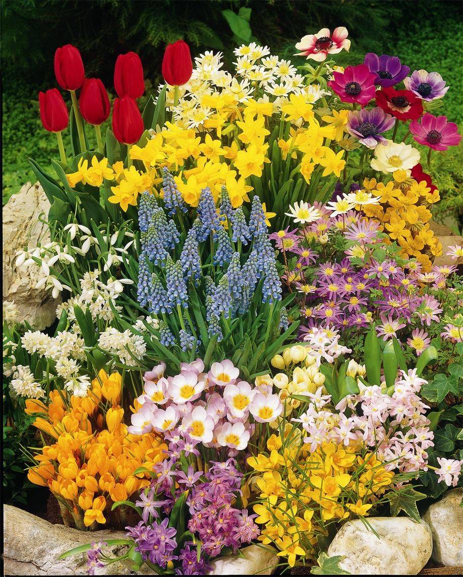 27 Spring Garden Planting Ideas To Consider | SharonSable