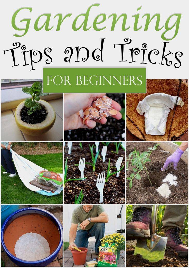 18 Gardening For Dummies Ideas To Try This Year | SharonSable