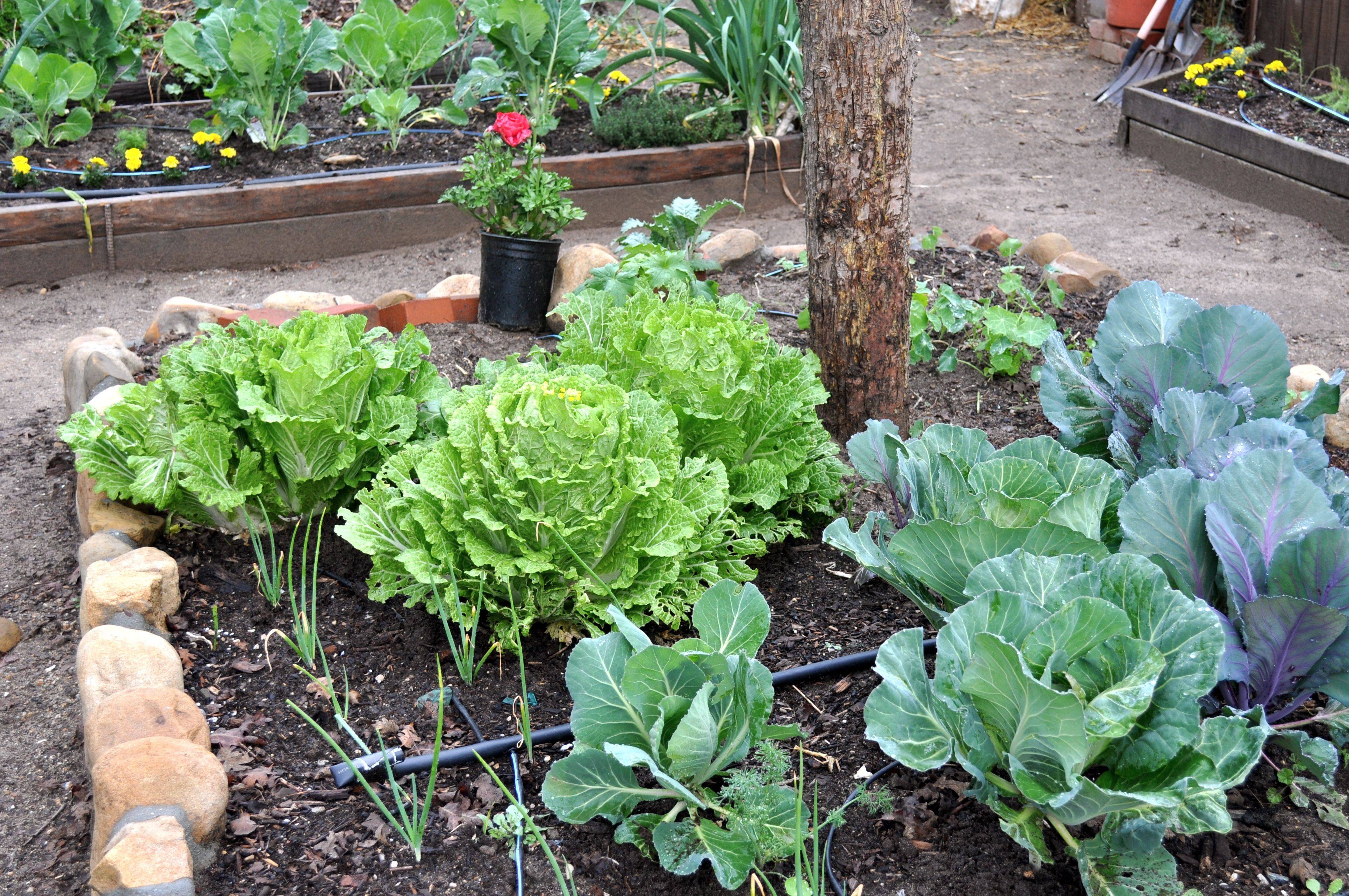 18 Gardening For Dummies Ideas To Try This Year | SharonSable