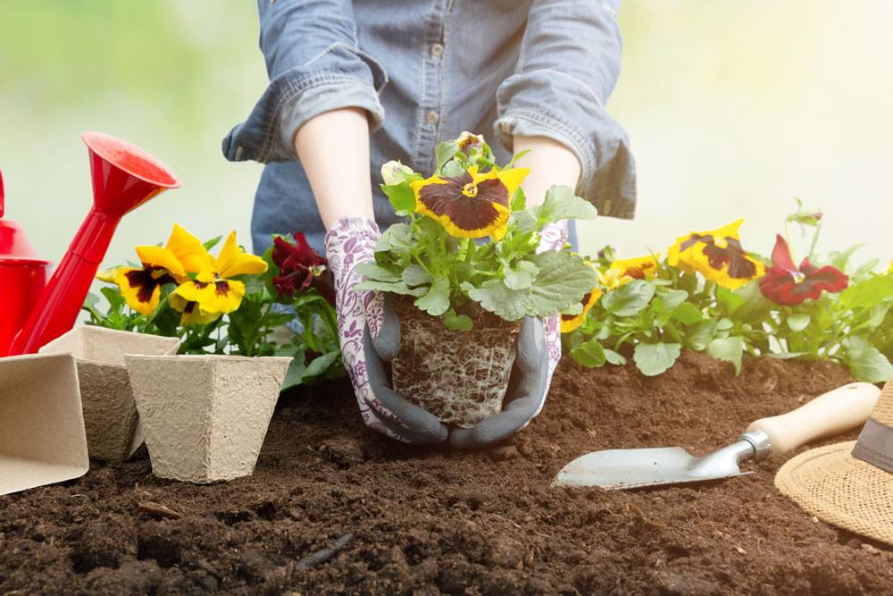 18 Gardening For Dummies Ideas To Try This Year | SharonSable