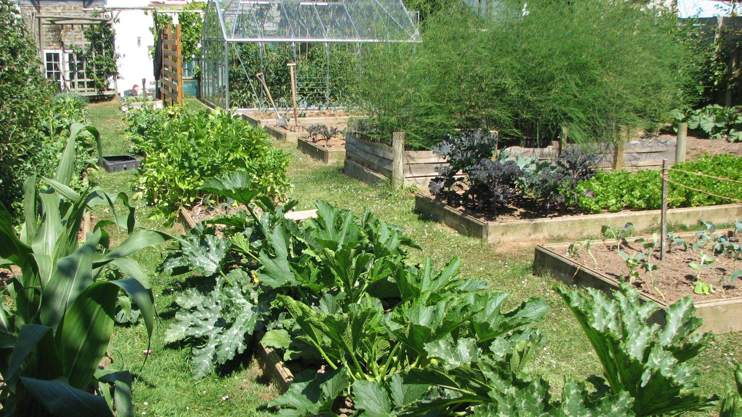 23 Raised Vegetable Garden for Beginners Ideas You Gonna Love | SharonSable