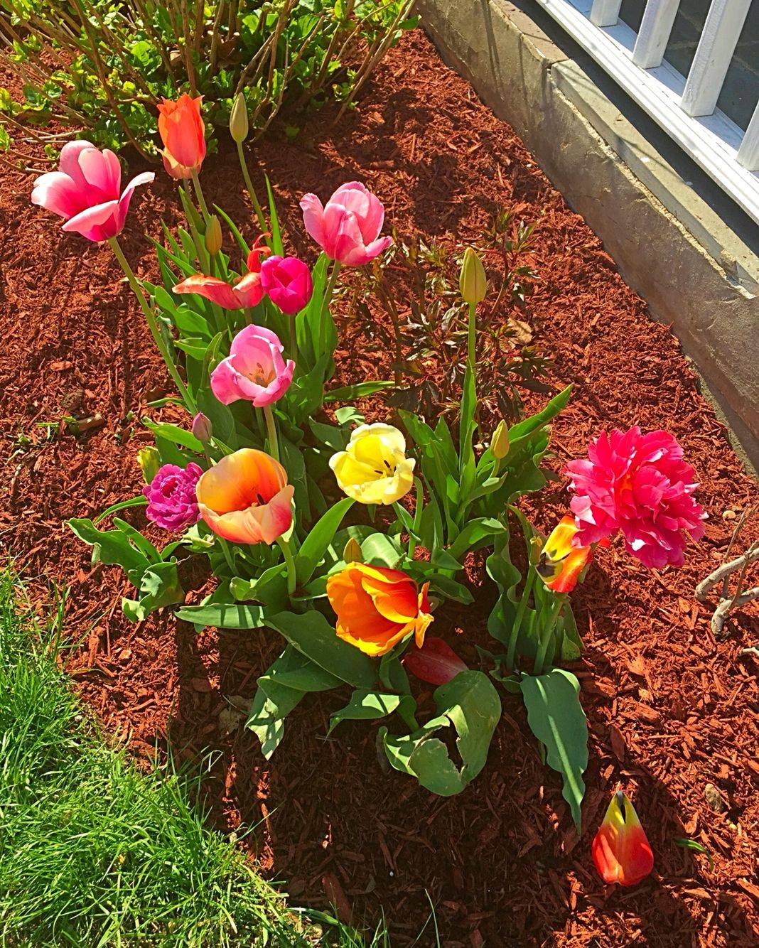 21 Spring Tulip Garden Ideas To Try This Year | SharonSable