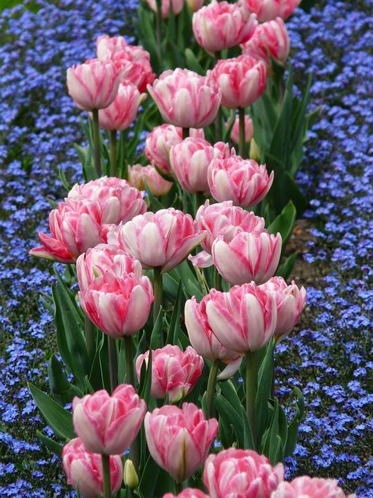 21 Spring Tulip Garden Ideas To Try This Year | SharonSable
