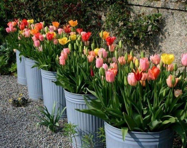 21 Spring Tulip Garden Ideas To Try This Year | SharonSable