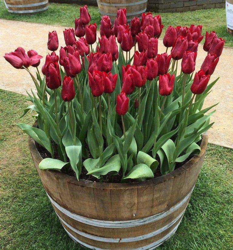 21 Spring Tulip Garden Ideas To Try This Year | SharonSable
