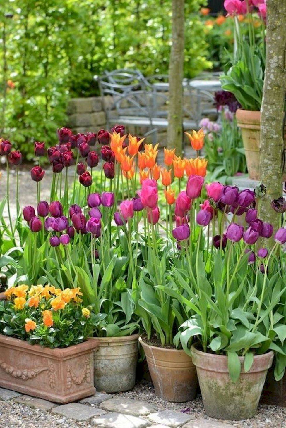21 Spring Tulip Garden Ideas To Try This Year | SharonSable