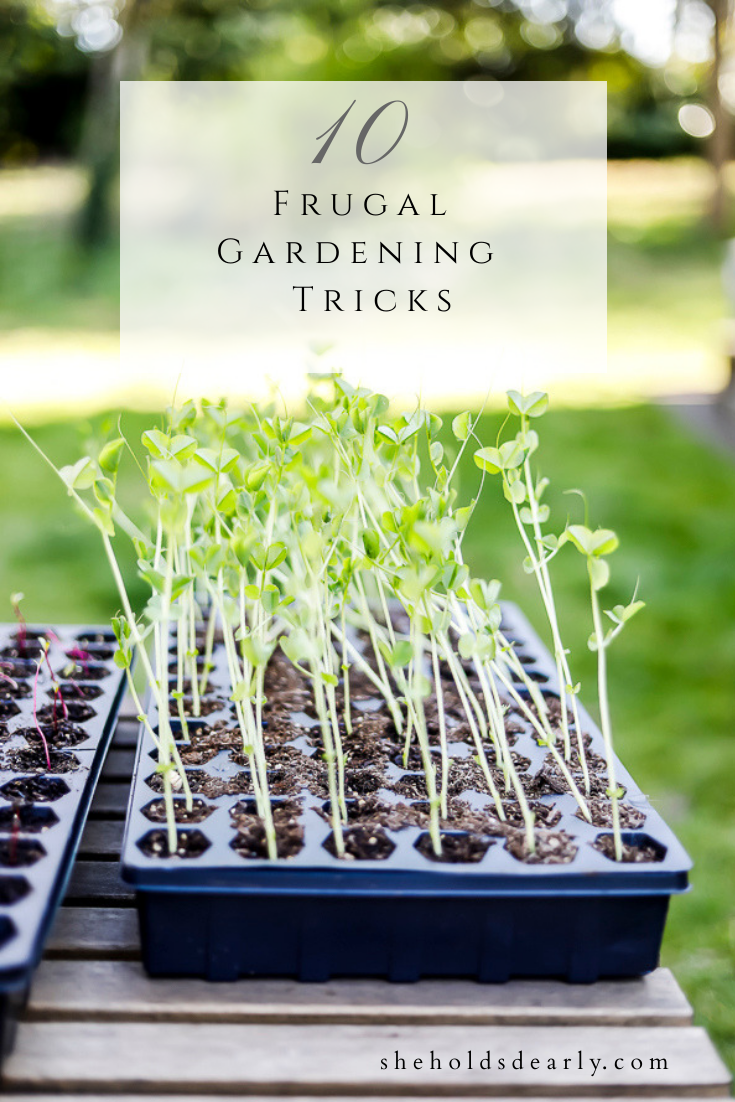 22 Frugal Gardening Ideas To Consider | SharonSable