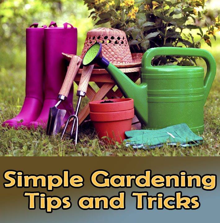 19 Gardening Tricks Ideas You Should Check | SharonSable