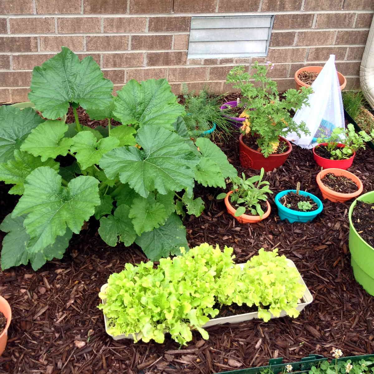17 How to Start a Box Garden Ideas You Should Check | SharonSable