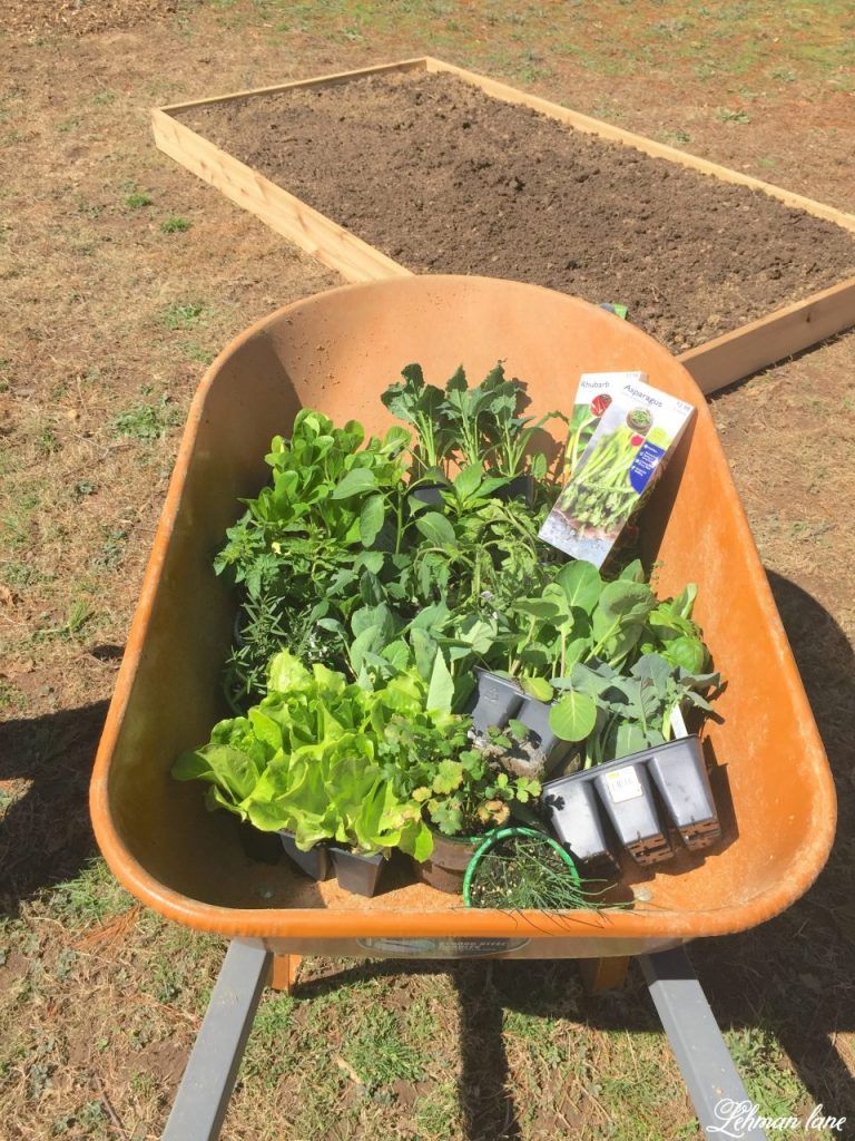 19 Making a Vegetable Garden Ideas You Must Look | SharonSable