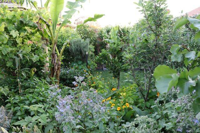 22 Food Forest Gardening Ideas You Must Look | SharonSable