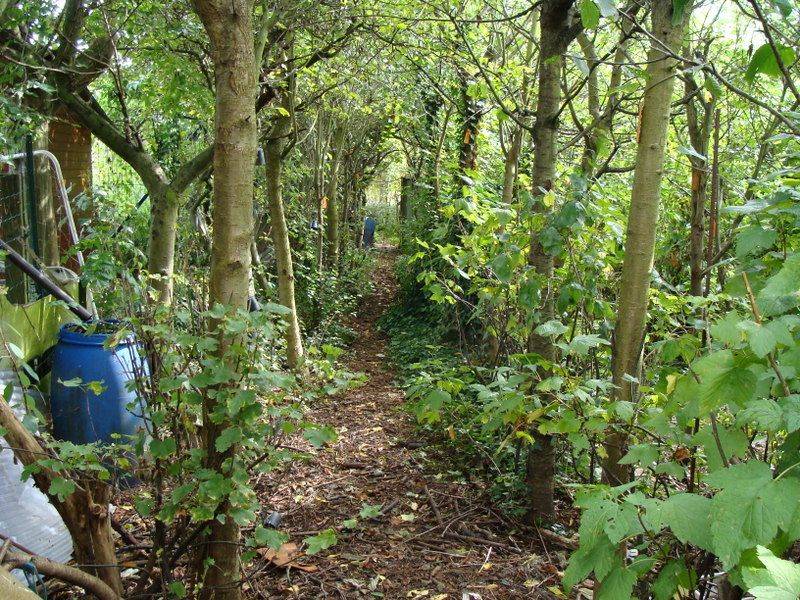 22 Food Forest Gardening Ideas You Must Look | SharonSable