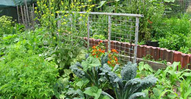 22 Food Forest Gardening Ideas You Must Look | SharonSable