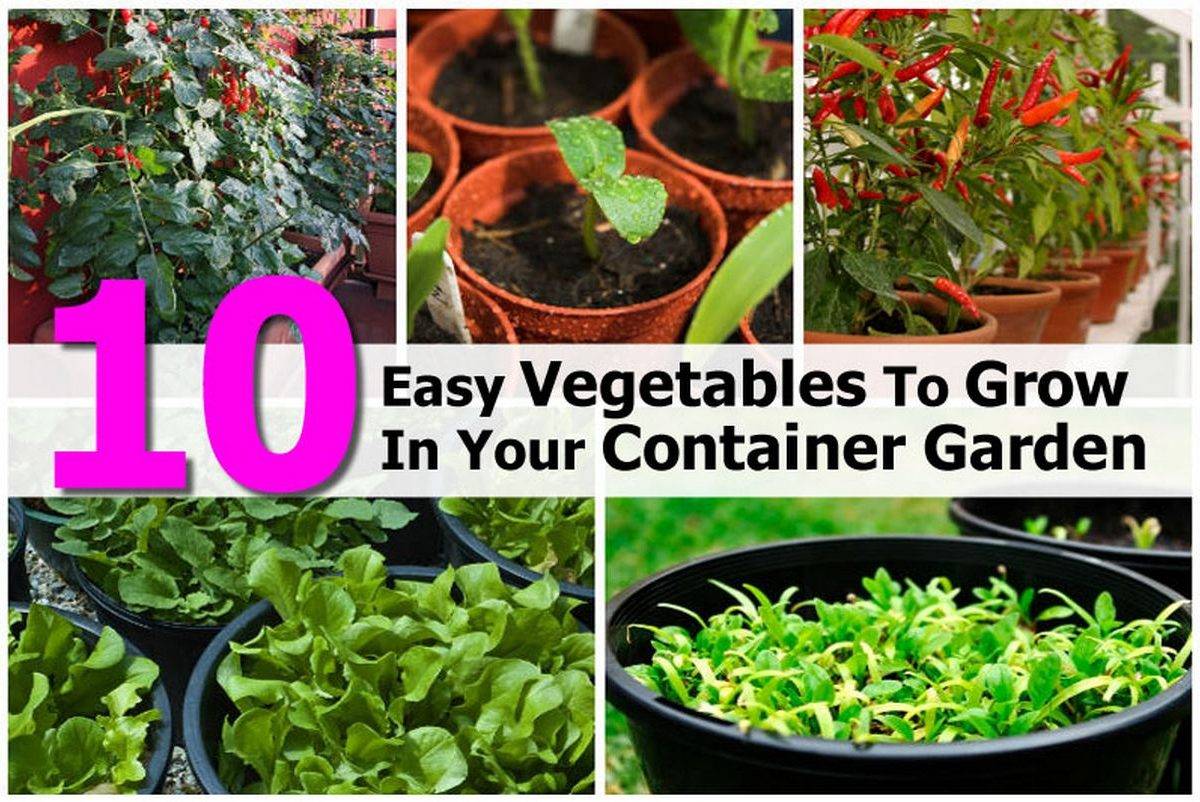 21 Easy Garden Vegetables to Grow Ideas Worth a Look | SharonSable