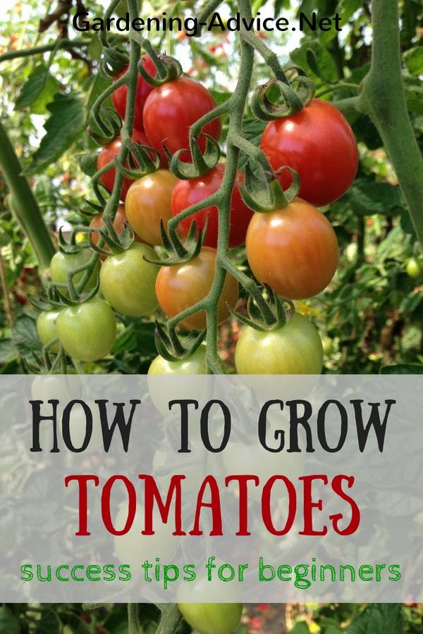 18 Gardening Tips for Tomatoes Ideas To Consider | SharonSable