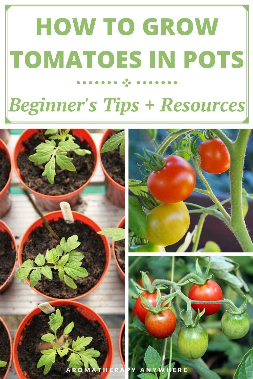 18 Gardening Tips for Tomatoes Ideas To Consider | SharonSable