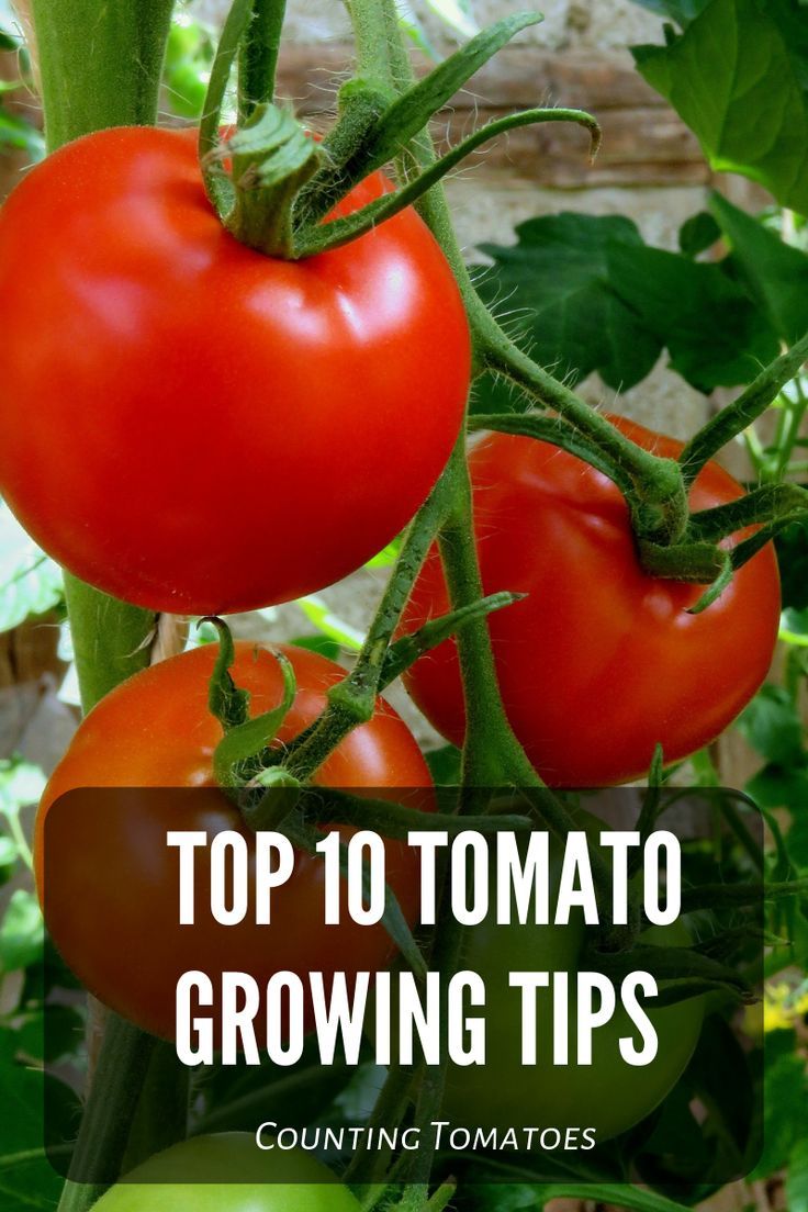 18 Gardening Tips for Tomatoes Ideas To Consider | SharonSable