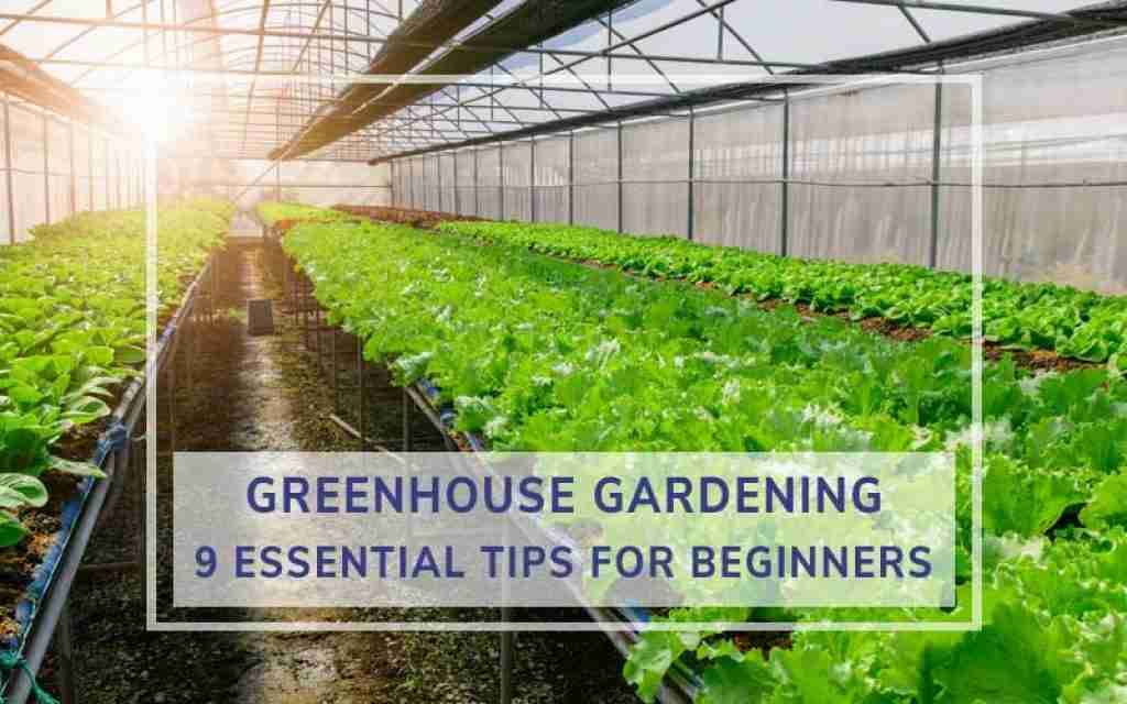 22 Greenhouse Gardening for Beginners Ideas To Consider | SharonSable