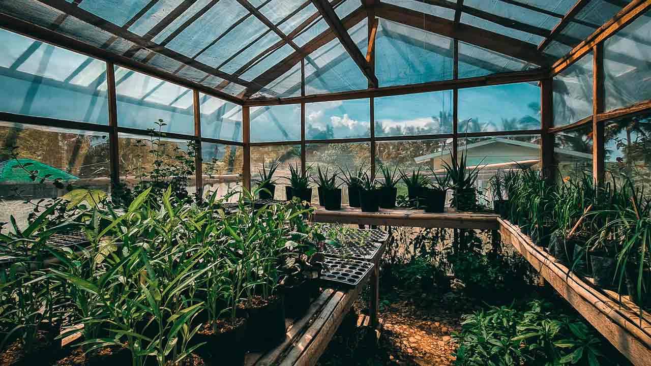 22 Greenhouse Gardening for Beginners Ideas To Consider | SharonSable