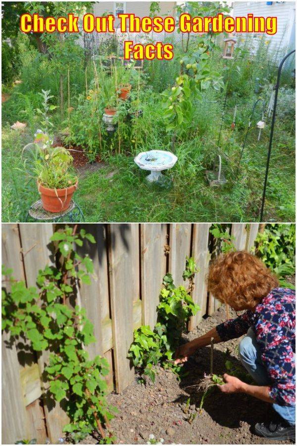 23 Beginners Garden Guide Ideas For This Year | SharonSable