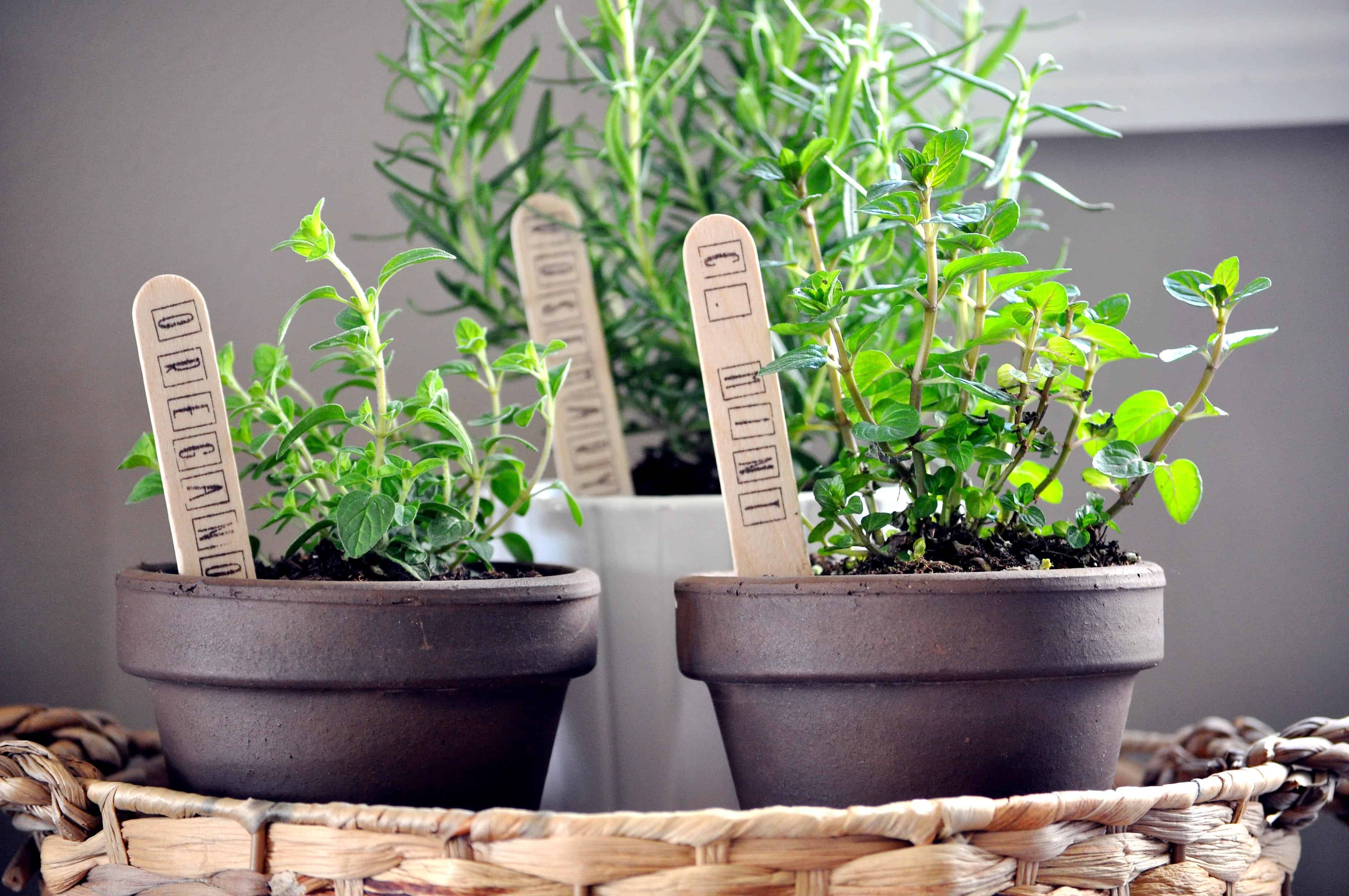 16 Countertop Herb Garden Ideas To Try This Year | SharonSable