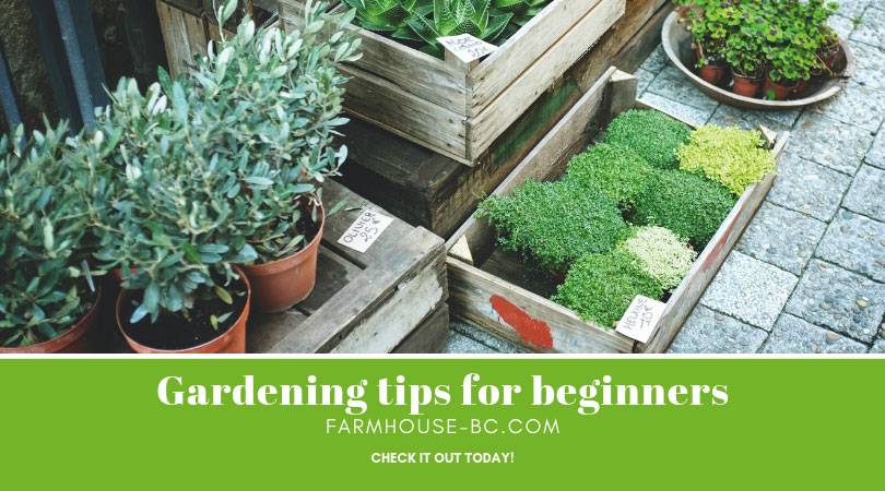 20 Garden Basics for Beginners Ideas You Must Look | SharonSable