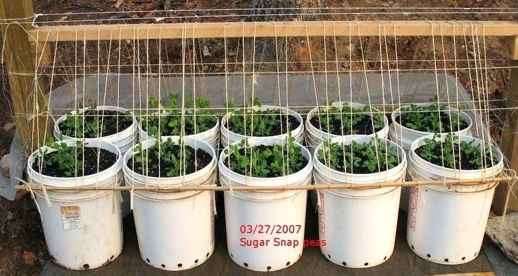 24 5 Gallon Bucket Container Gardening Ideas You Should Check | SharonSable