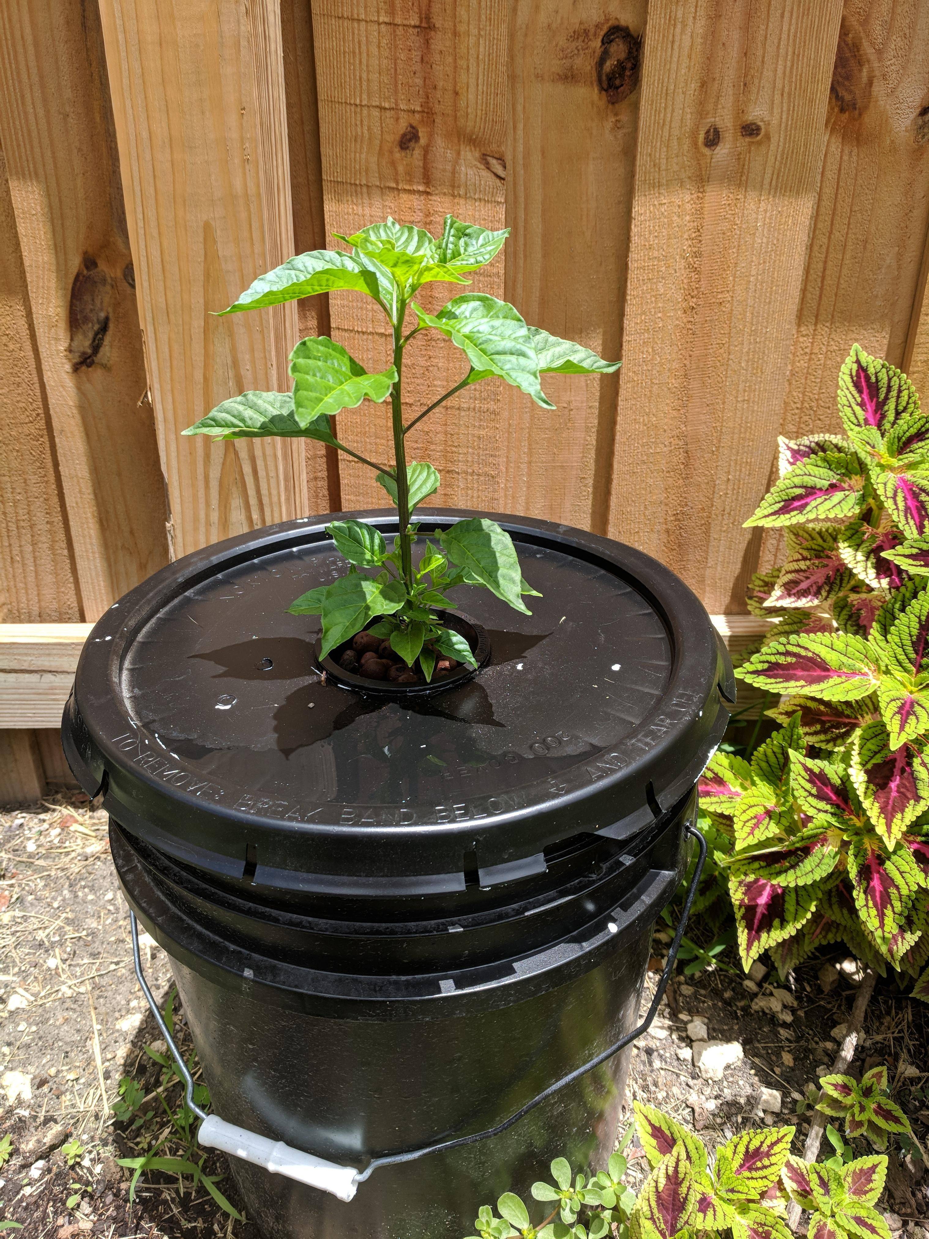 24 5 Gallon Bucket Container Gardening Ideas You Should Check | SharonSable