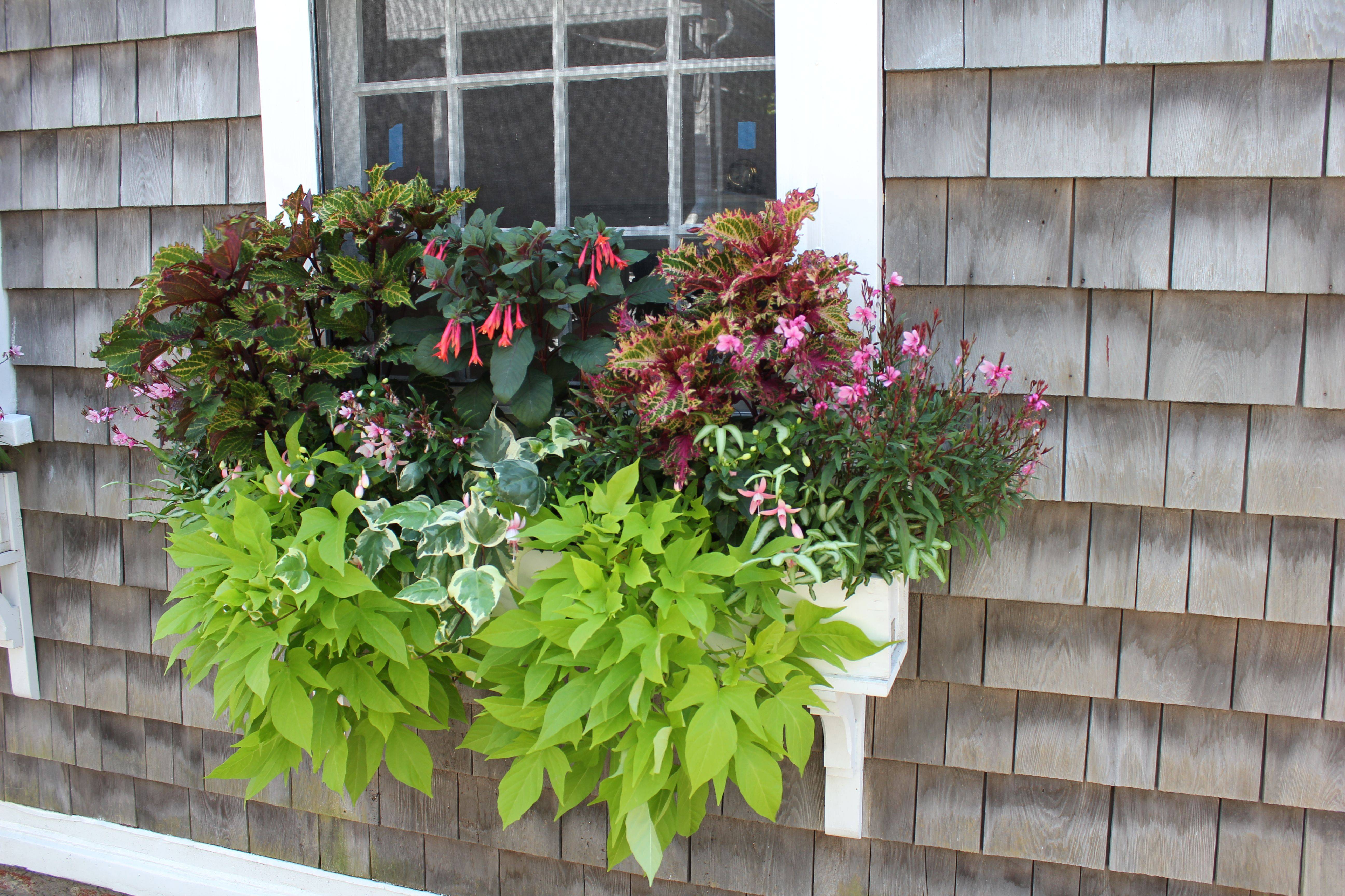 19 Window Box Garden Ideas Worth a Look | SharonSable