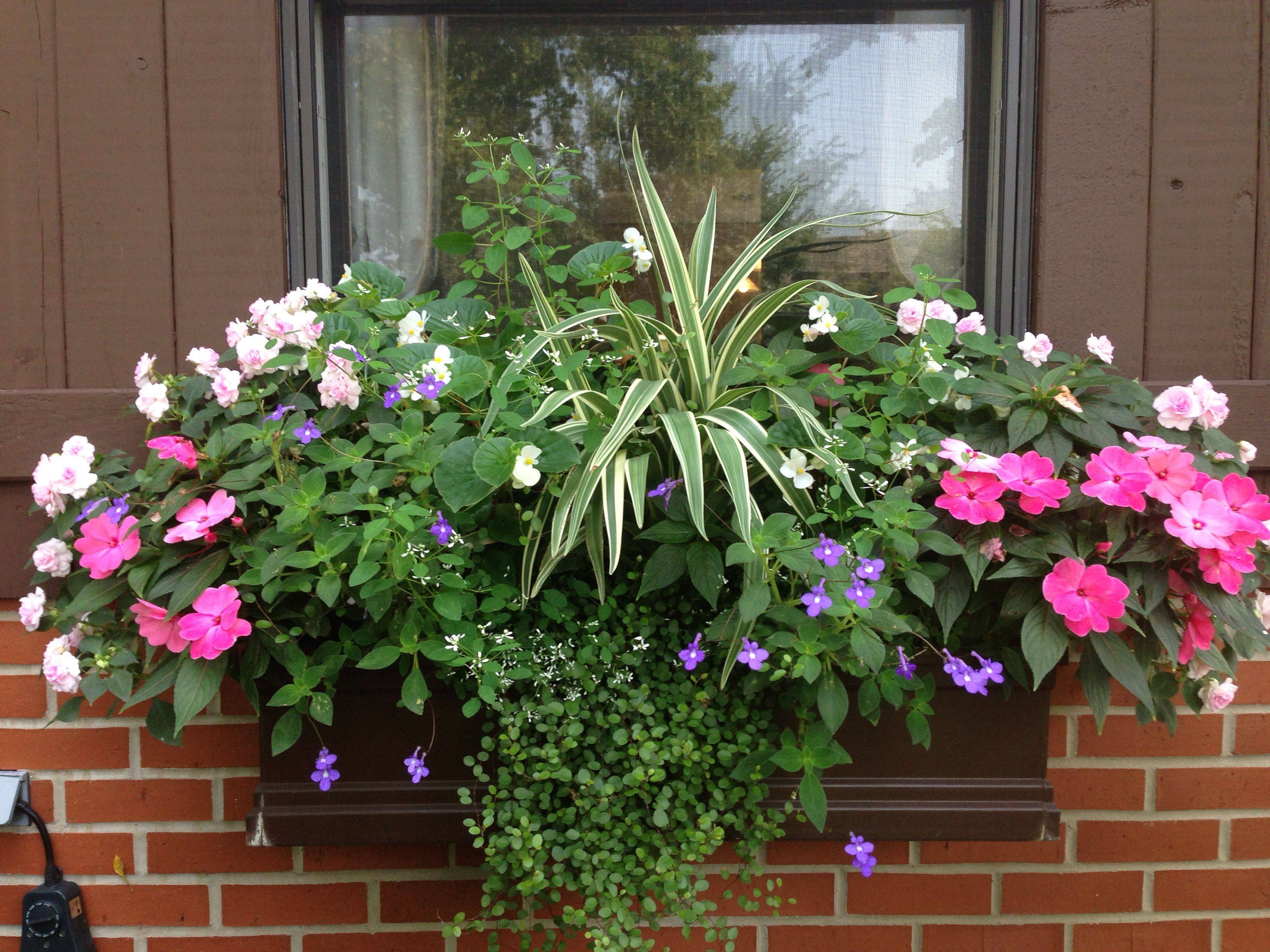 19 Window Box Garden Ideas Worth a Look | SharonSable