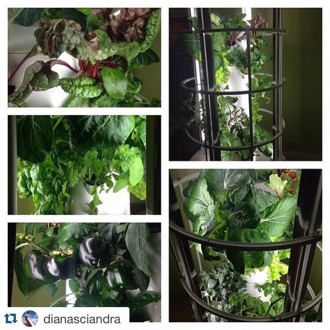 20 Indoor Aeroponic Tower Garden Ideas Worth a Look | SharonSable