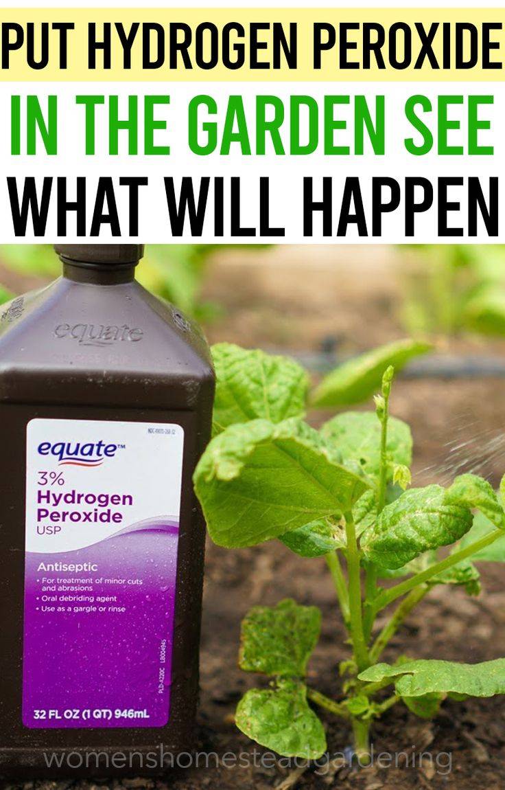 23 Hydrogen Peroxide Use in the Garden Ideas Worth a Look | SharonSable