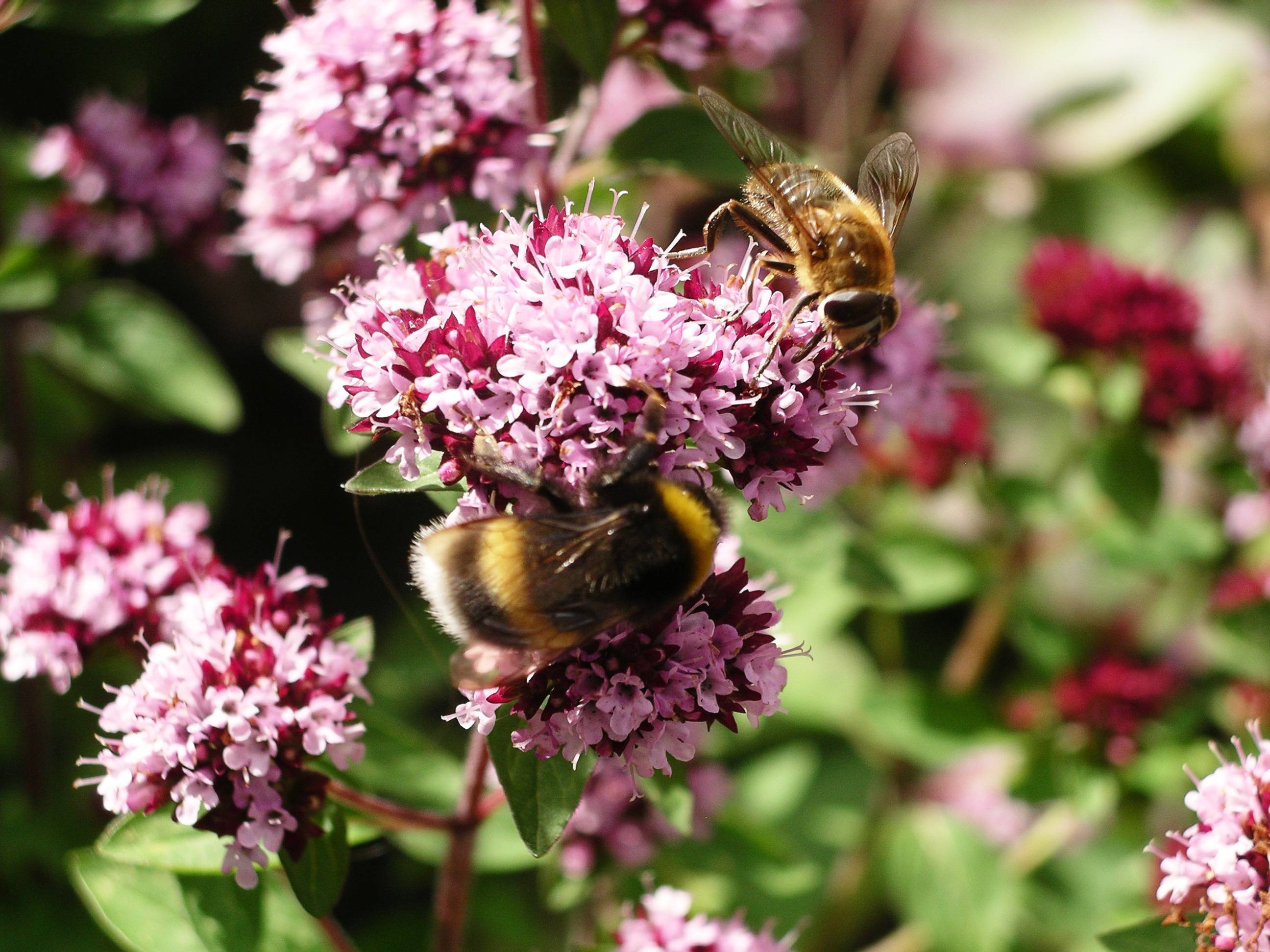 22 Bee Garden Ideas To Consider | SharonSable