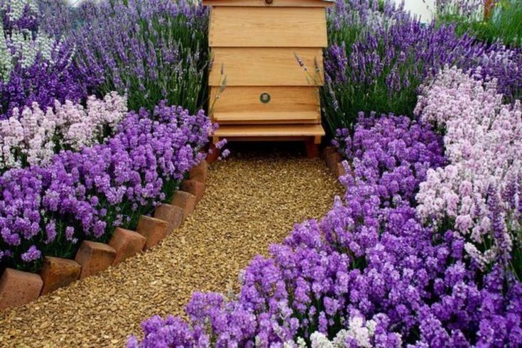 19 Honey Bee Garden Ideas You Gonna Love | SharonSable
