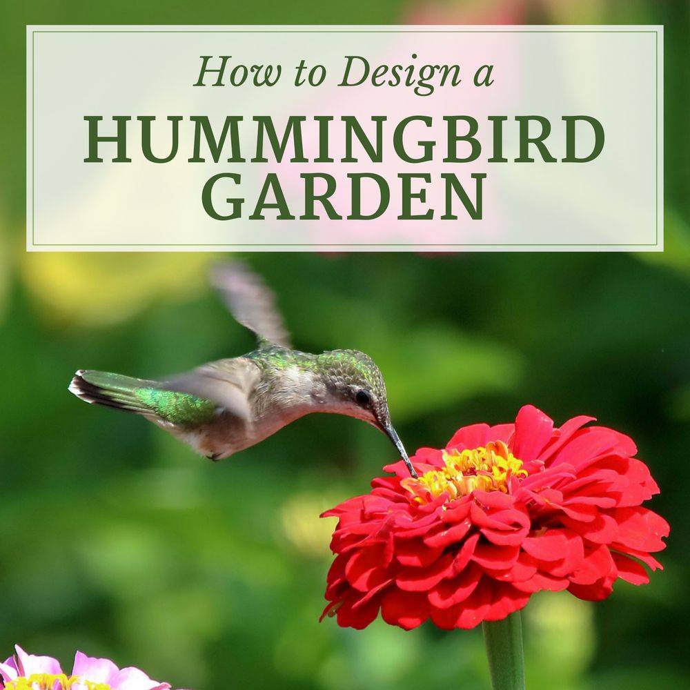 21 Hummingbird Garden Layout Ideas Worth to Check | SharonSable