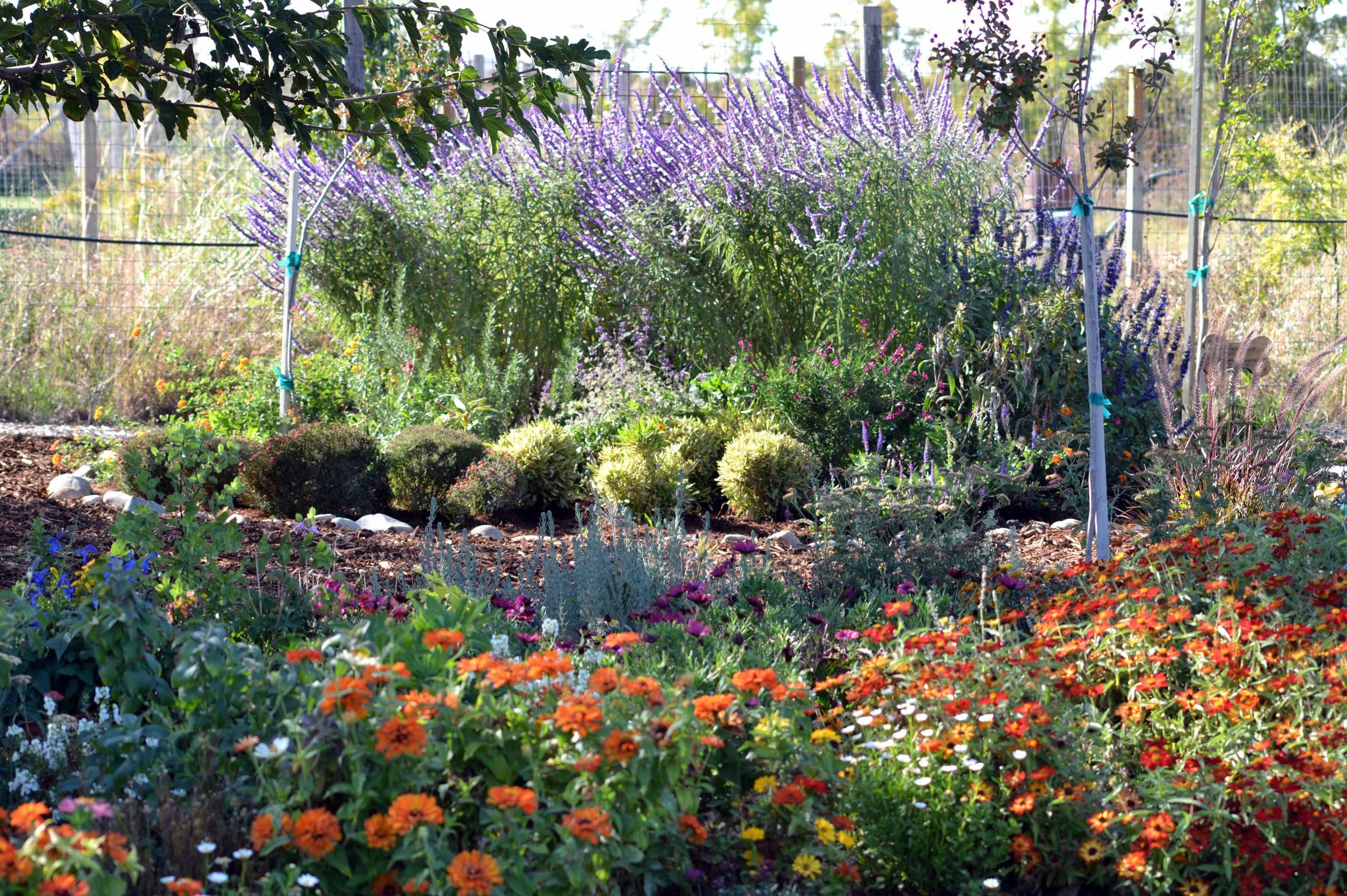 21 Hummingbird Garden Layout Ideas Worth to Check | SharonSable