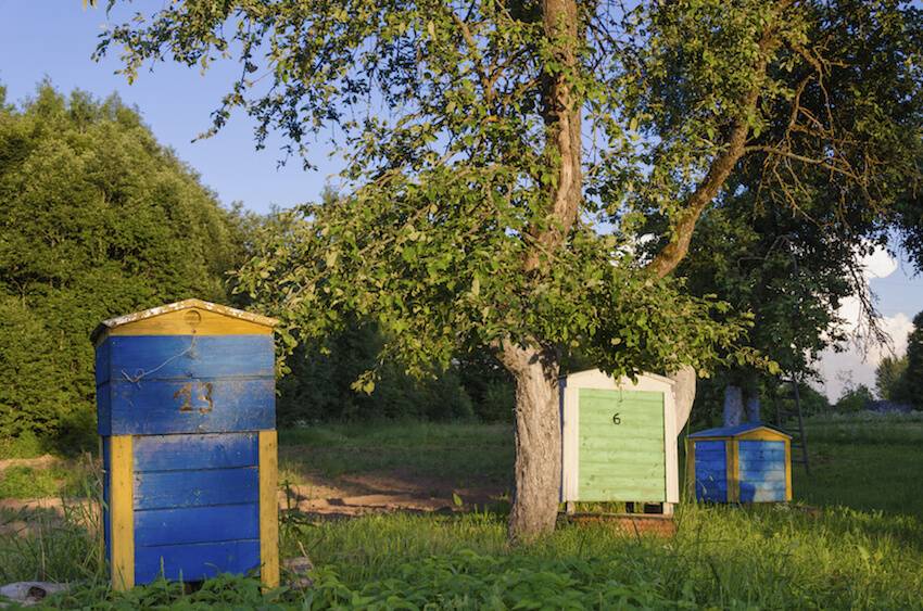 23 Garden Bee Hive Ideas For This Year | SharonSable