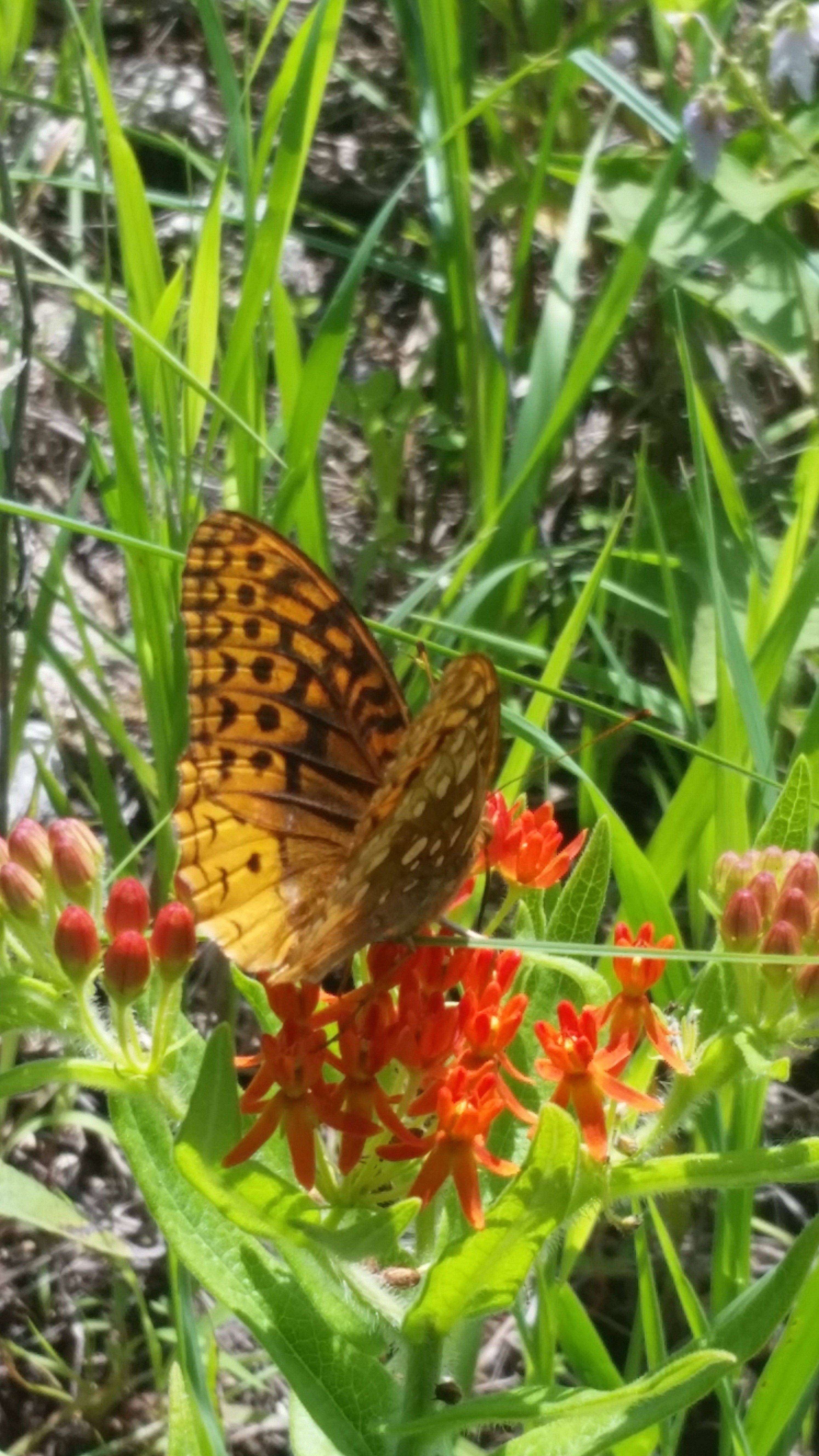 21 Butterfly Pollinator Garden Ideas You Should Check | SharonSable