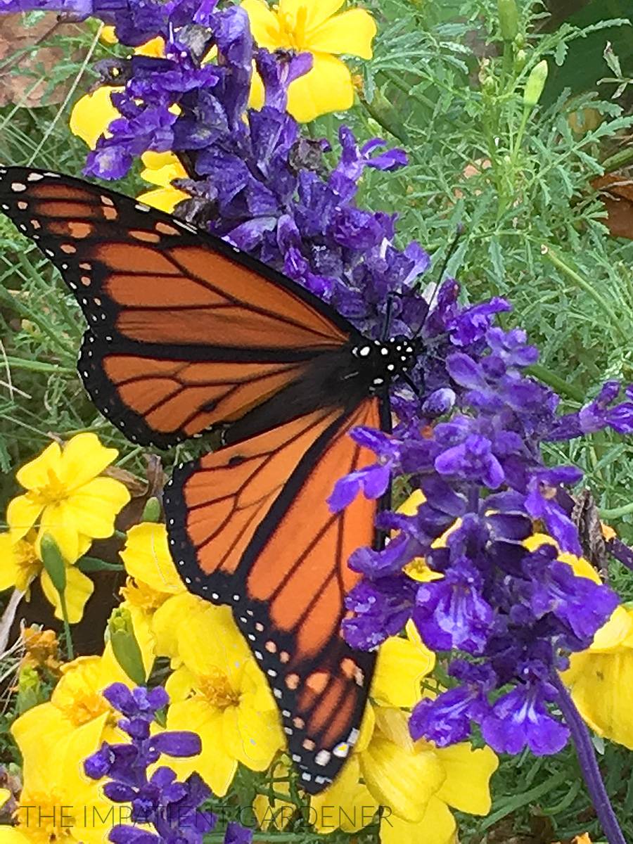 21 Butterfly Pollinator Garden Ideas You Should Check | SharonSable