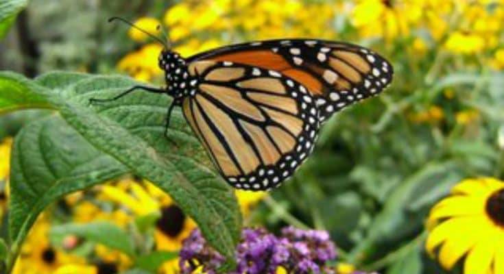 21 Butterfly Pollinator Garden Ideas You Should Check | SharonSable