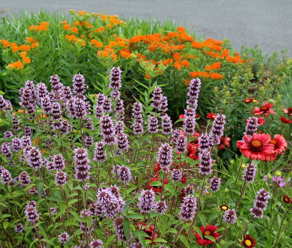 21 Butterfly Pollinator Garden Ideas You Should Check | SharonSable