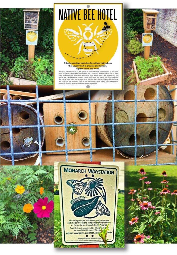 21 Butterfly Pollinator Garden Ideas You Should Check | SharonSable