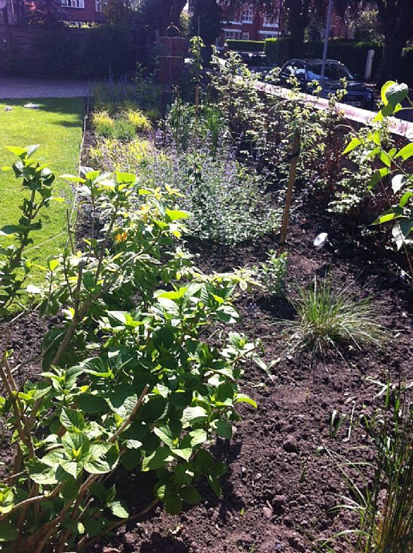 17 Honey Bee Friendly Garden Ideas For This Year | SharonSable